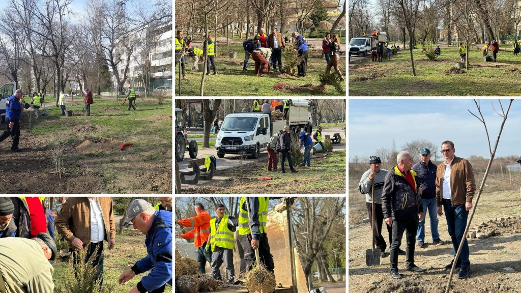 PMC / 200 de copaci și arbuști plantați de Spații Verzi Călărași. Un ...
