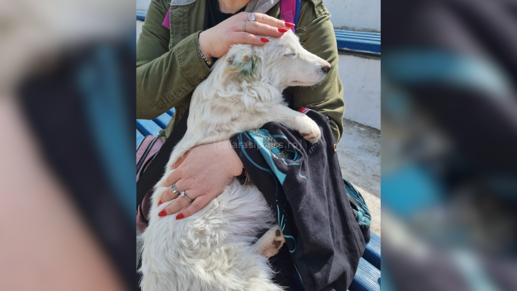 VIDEO. Olaf și-a găsit o familie. Târg de adopții a câinilor fără ...